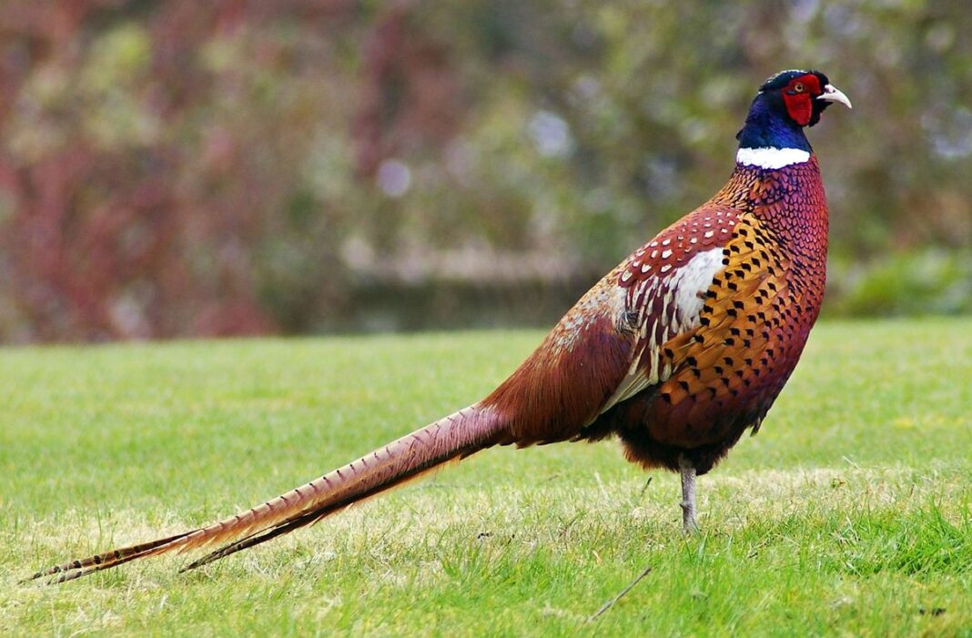 Montana Pheasant Season Opens October 12 - Montana Newsroom